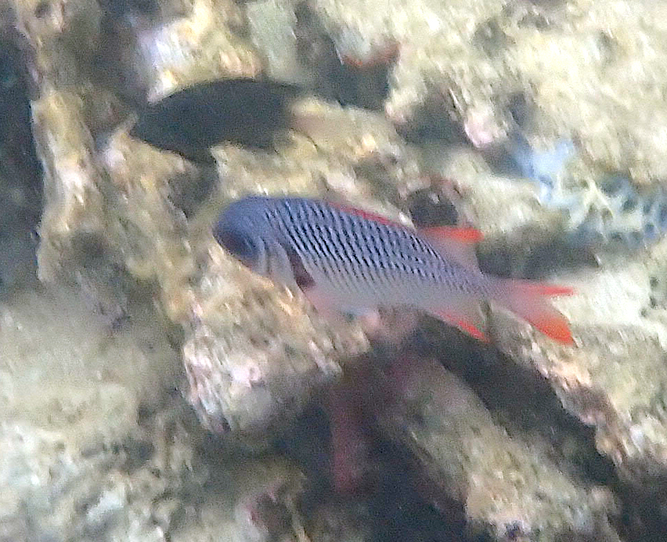 Violet Soldierfish from Seho island, Taliabu Island Regency, North ...
