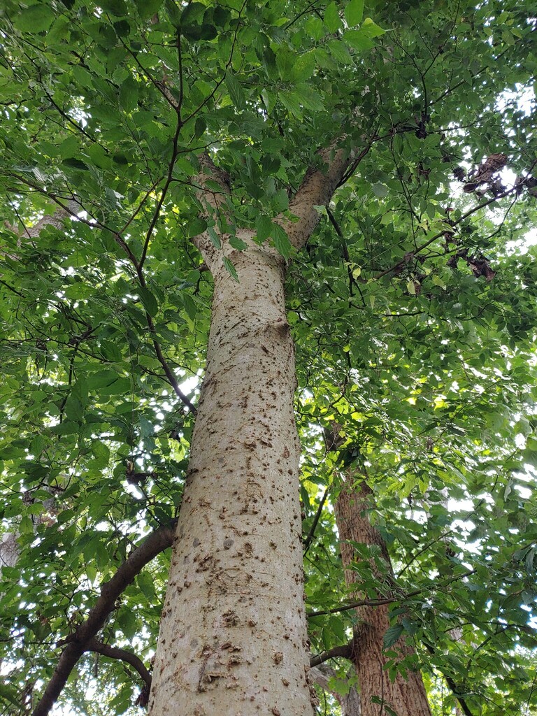 common hackberry from Druid Hills, GA, USA on August 9, 2023 at 09:50 ...