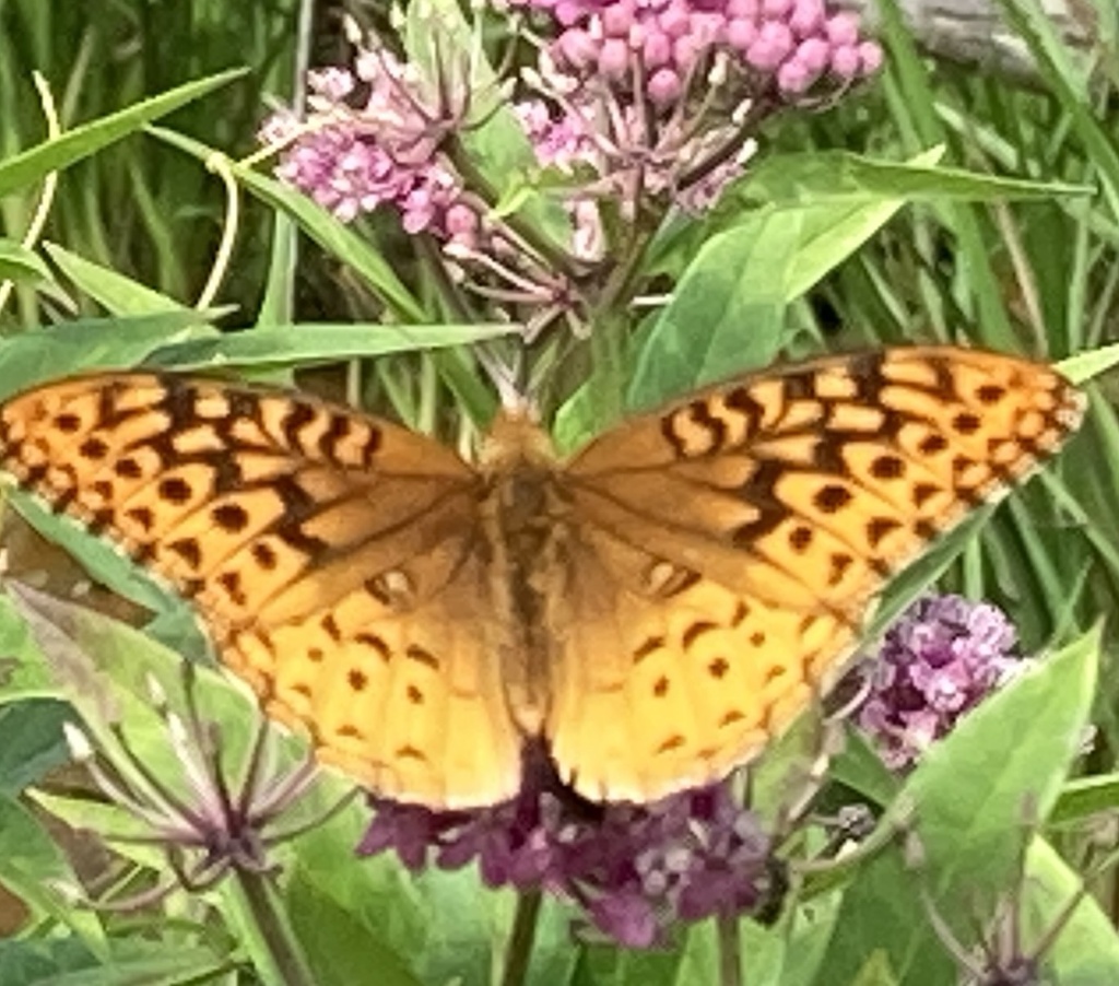 Great Spangled Fritillary from Keystone State Park, Derry, PA, US on ...