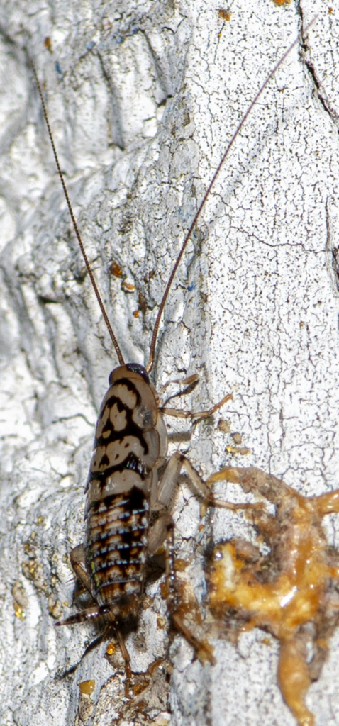 little gem cockroach from Allen Acres, Vernon Parish, LA, USA on July ...