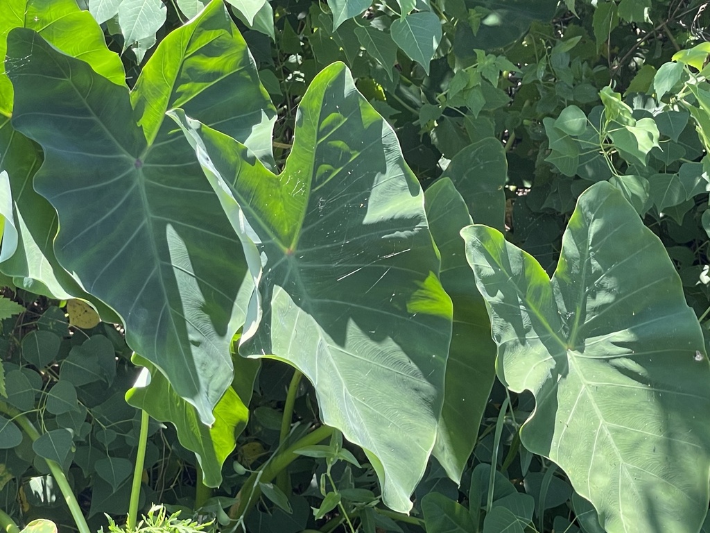 Taro from Meaher State Park, Spanish Fort, AL, US on August 7, 2023 at ...