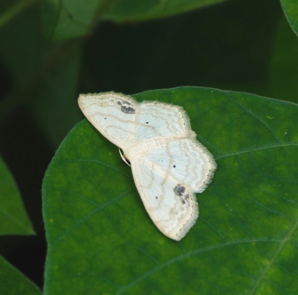Large Lace-border Moth from Highland II, NE, USA on August 9, 2023 at ...