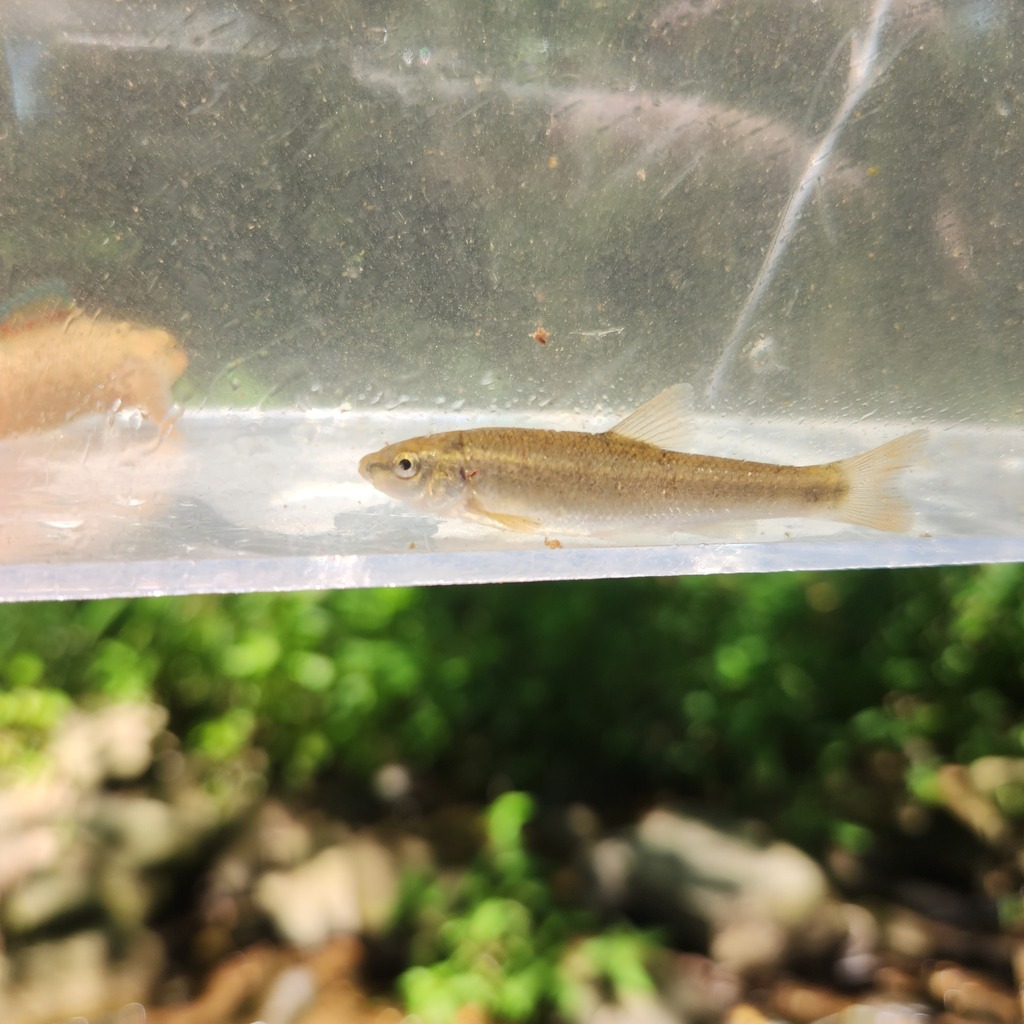 Central Stoneroller from Frederick County, MD, USA on August 7, 2023 at ...