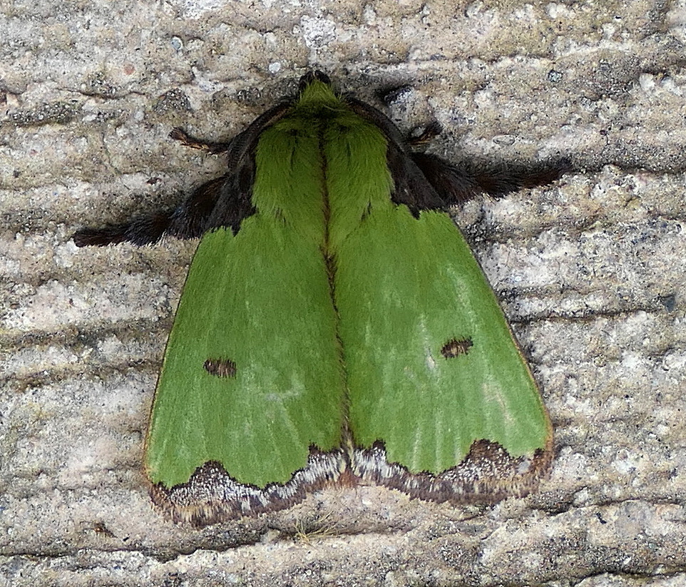 Parasa wellesca from Cartago Province, Cachí, Costa Rica on August 1 ...