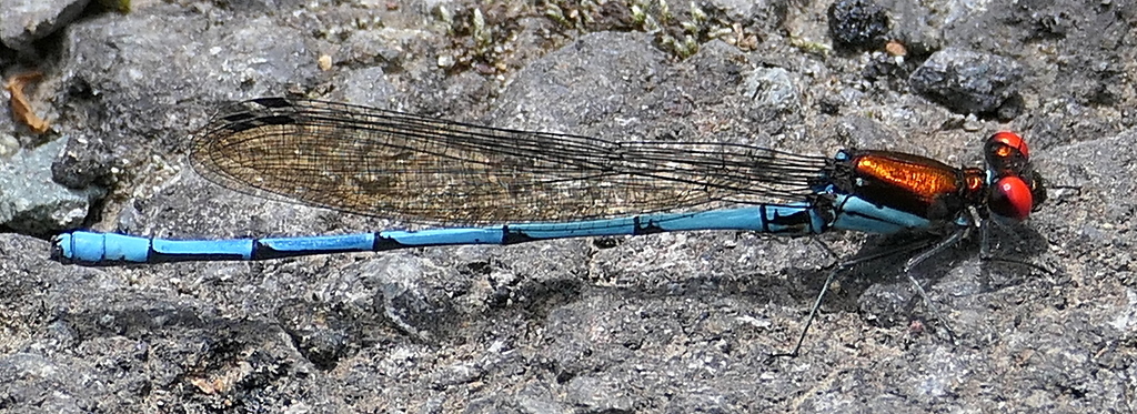 Ruby Dancer from Cartago Province, Cachí, Costa Rica on August 1, 2023 ...