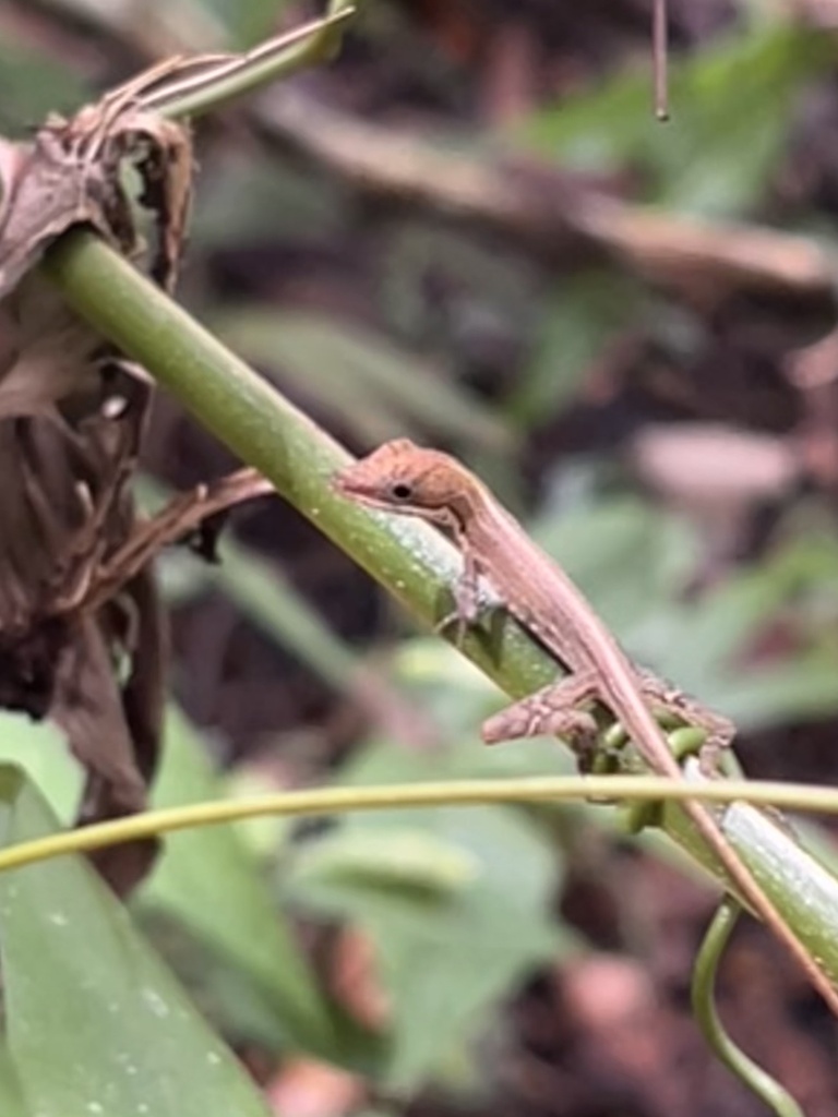 Border Anole from Tortuguero National Park, Pococi, Limon, CR on August ...