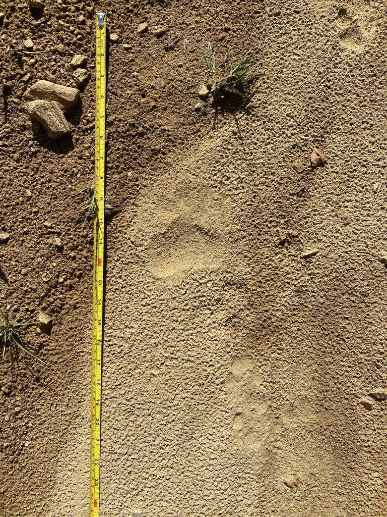 Coyote in August 2023 by blackpanther77. We’ll call this coyote spoor ...