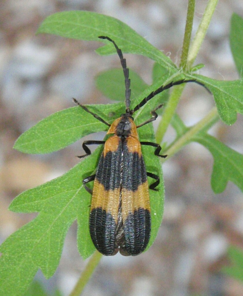 Reticulated Net-winged Beetle from Ramapo Mountain State Forest ...