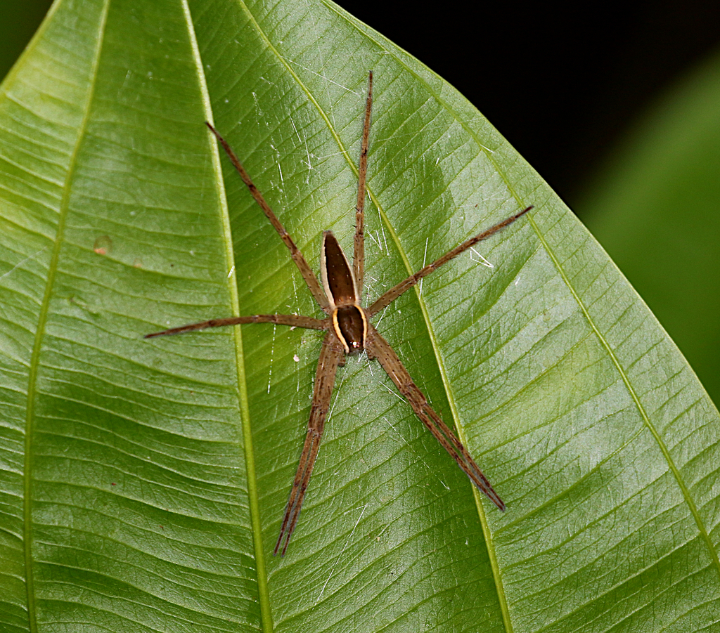Common White-flanked Water Spider from Khao Yoi, Khao Yoi District ...