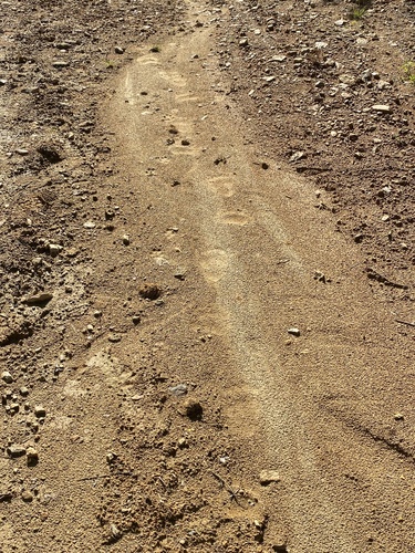 Black Bear Tracks – NatureTracking