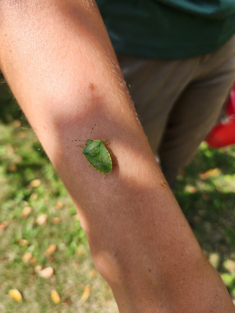 Green Stink Bug from Menomonee Falls on August 7, 2023 at 02:18 PM by ...