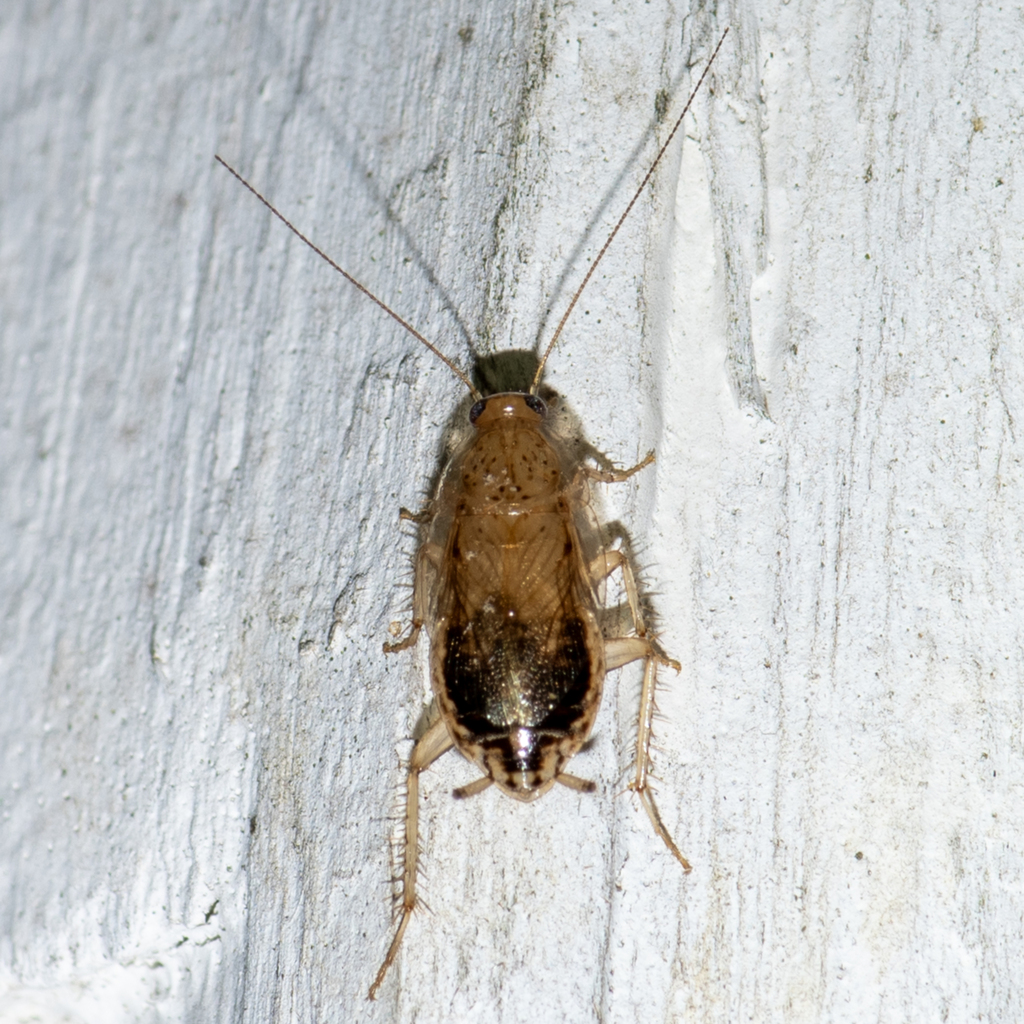 Wood Cockroaches from Allen Acres, Vernon Parish, LA, USA on July 25 ...