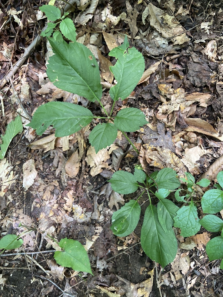 American ginseng in August 2023 by Janet Novak. Possibly planted ...