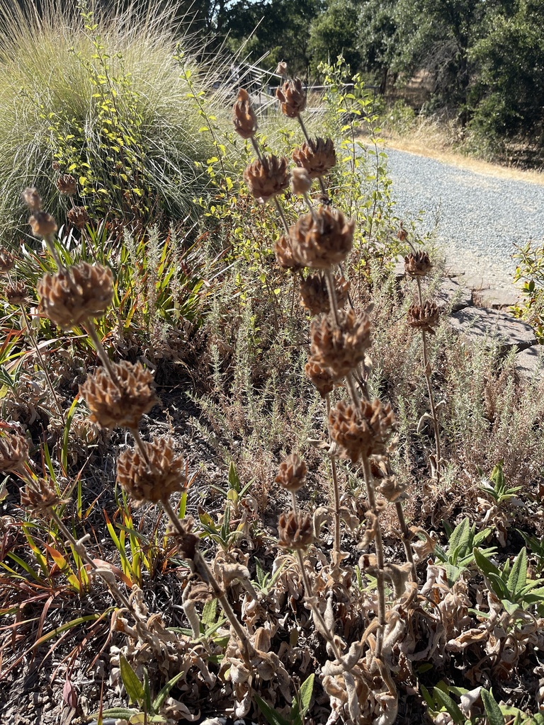 Hummingbird Sage from Franklin Blvd, Galt, CA, US on August 9, 2023 at ...