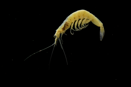 Acetes paraguayensis · iNaturalist