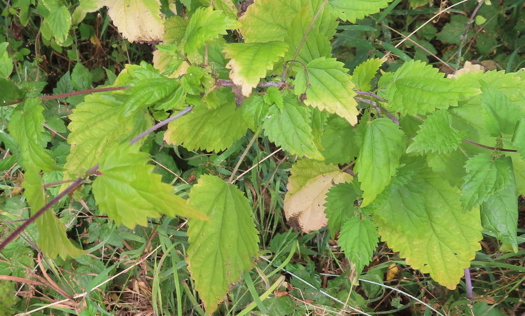 American stinging nettle from Salmon Creek, WA, USA on August 9, 2023 ...
