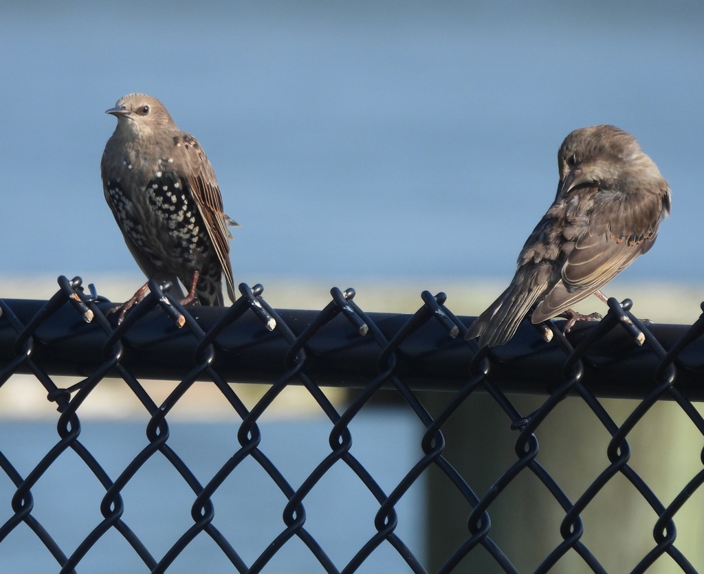 European Starling from Ocean City, MD, USA on August 9, 2023 at 08:53 ...