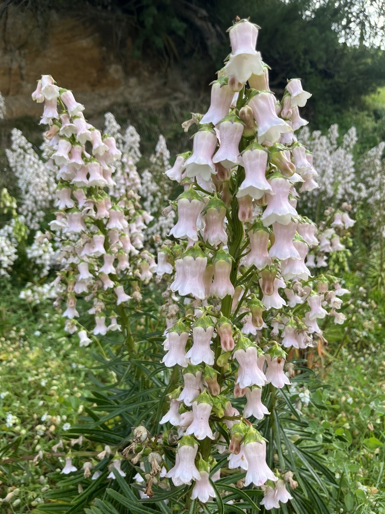 Azores Bellflower (Azorina vidalii) - Botanical Realm