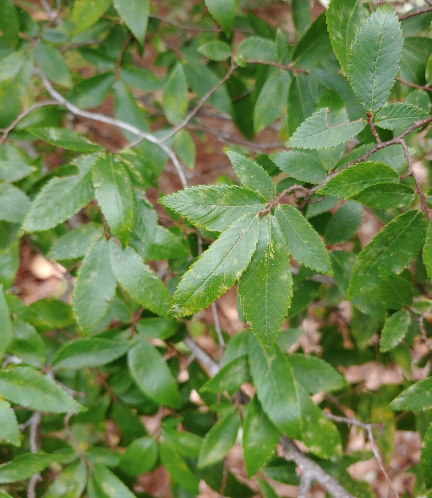 Winged Elm from Dekalb County, GA, USA on August 8, 2023 at 11:34 AM by ...