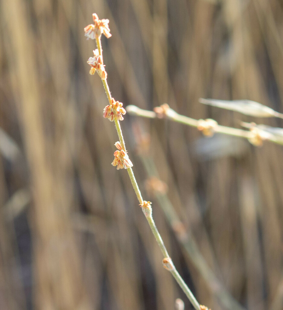 Slender Woolly Buckwheat from Mount Diablo State Park, Contra Costa ...