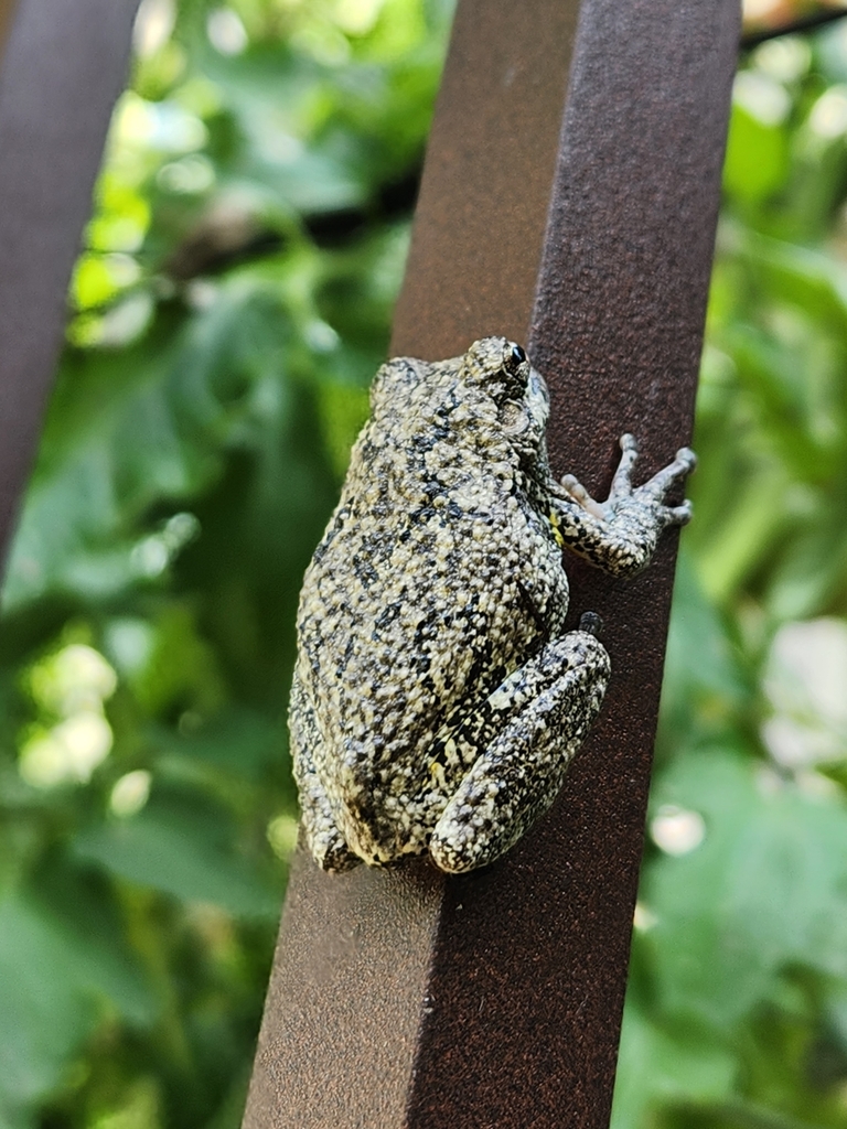 Gray Treefrog Species Complex in August 2023 by Reid Kasper. frog's ...