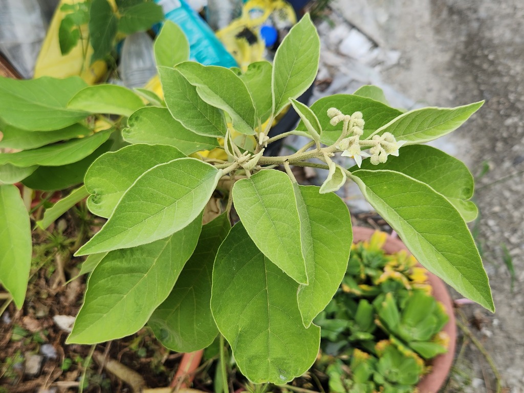 potato tree from 台灣苗栗縣 on August 8, 2023 at 10:39 AM by 胡正恆(Jackson Hu ...