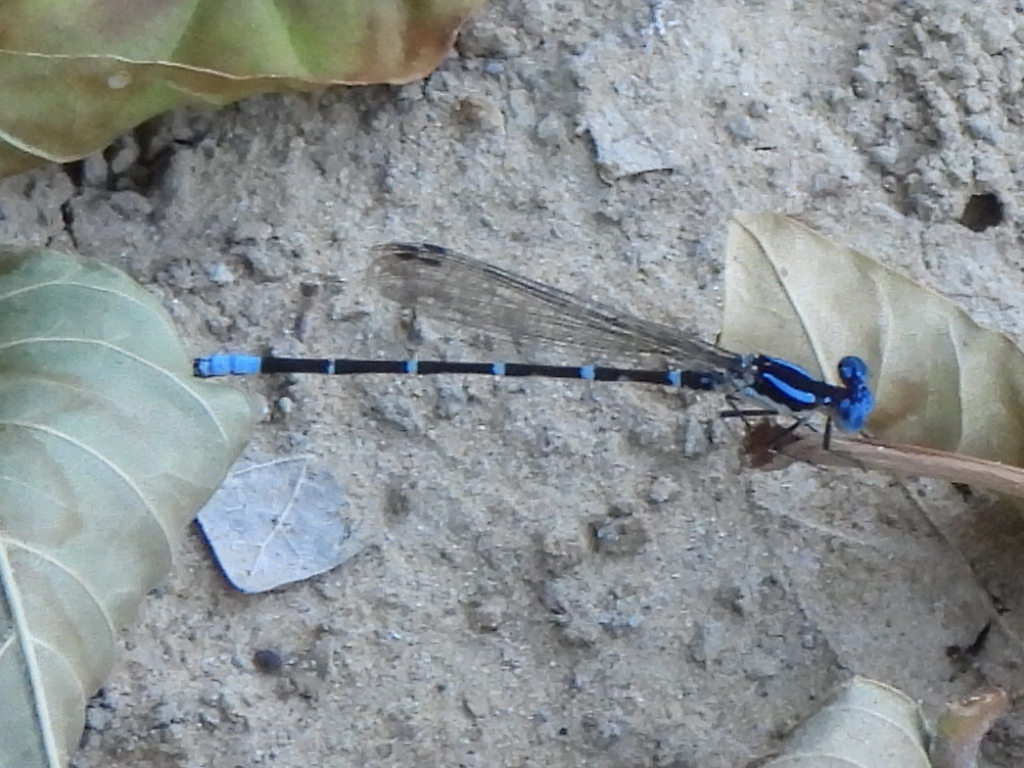 Blue-ringed Dancer from West Arlington, Arlington, TX, USA on August 9 ...