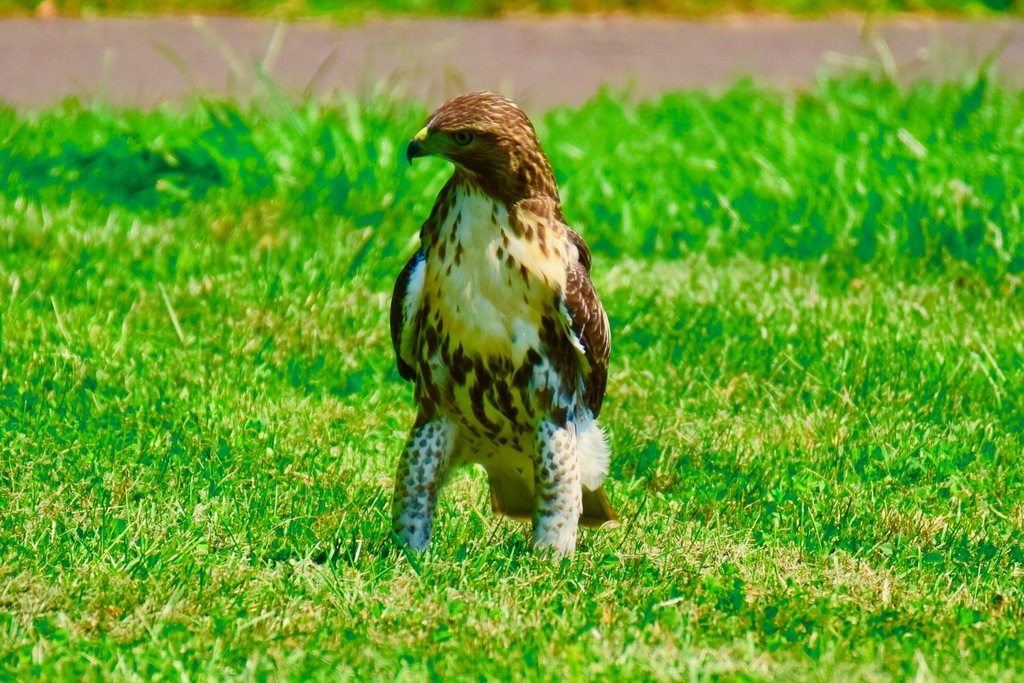 Red-tailed Hawk from Bucks County, PA, USA on August 9, 2023 at 11:21 ...