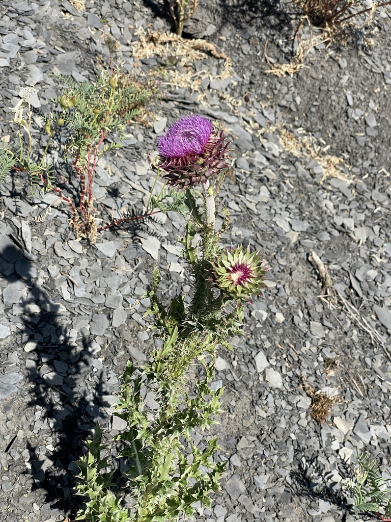 musk thistle from Archuleta County, CO, USA on July 2, 2023 at 04:23 PM ...