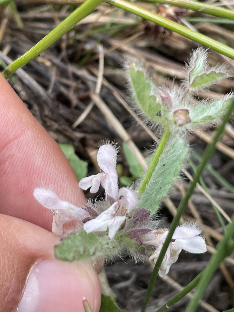 Bugle Hedgenettle from Fort Ord National Monument, Marina, CA, US on ...