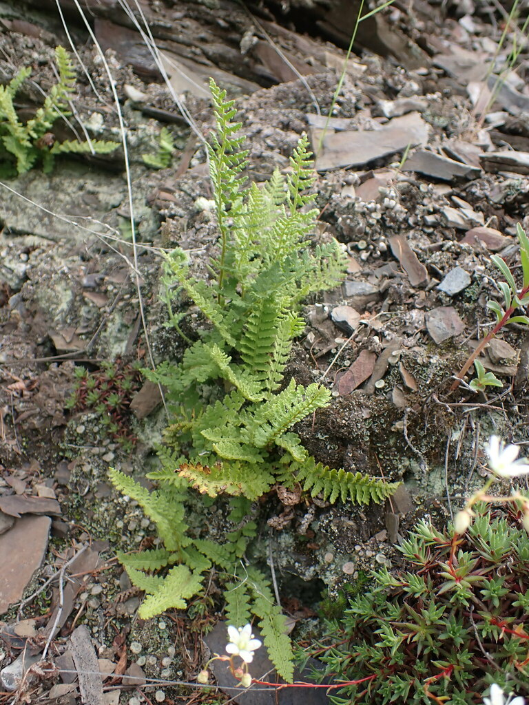 fragrant wood fern from Иркутский р-н, Иркутская обл., Россия on July 2 ...