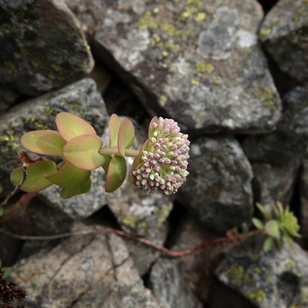 Love-restoring Stonecrop from Savoie, Rhône-Alpes, France on July 12 ...