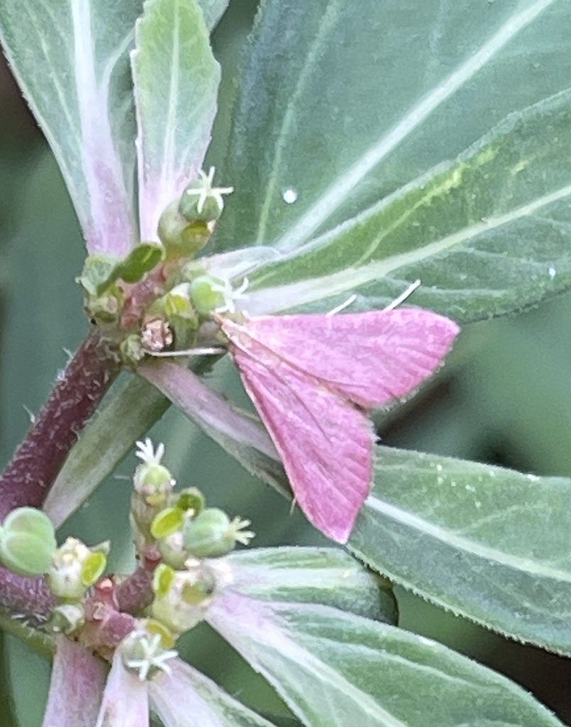 Inornate Pyrausta Moth in August 2023 by CMC. Yard feeding on euphorbia ...