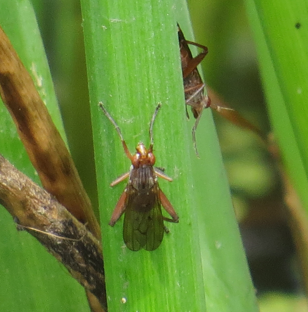 Snail-killing Flies from Winnebago County, IL, USA on August 7, 2023 at ...