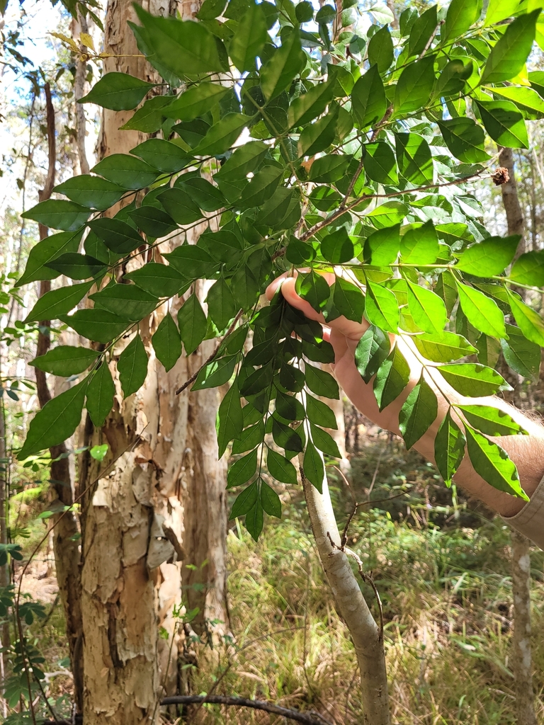Evergreen tropical ash from Caloundra - Rail Corridor, AU-QL, AU on ...