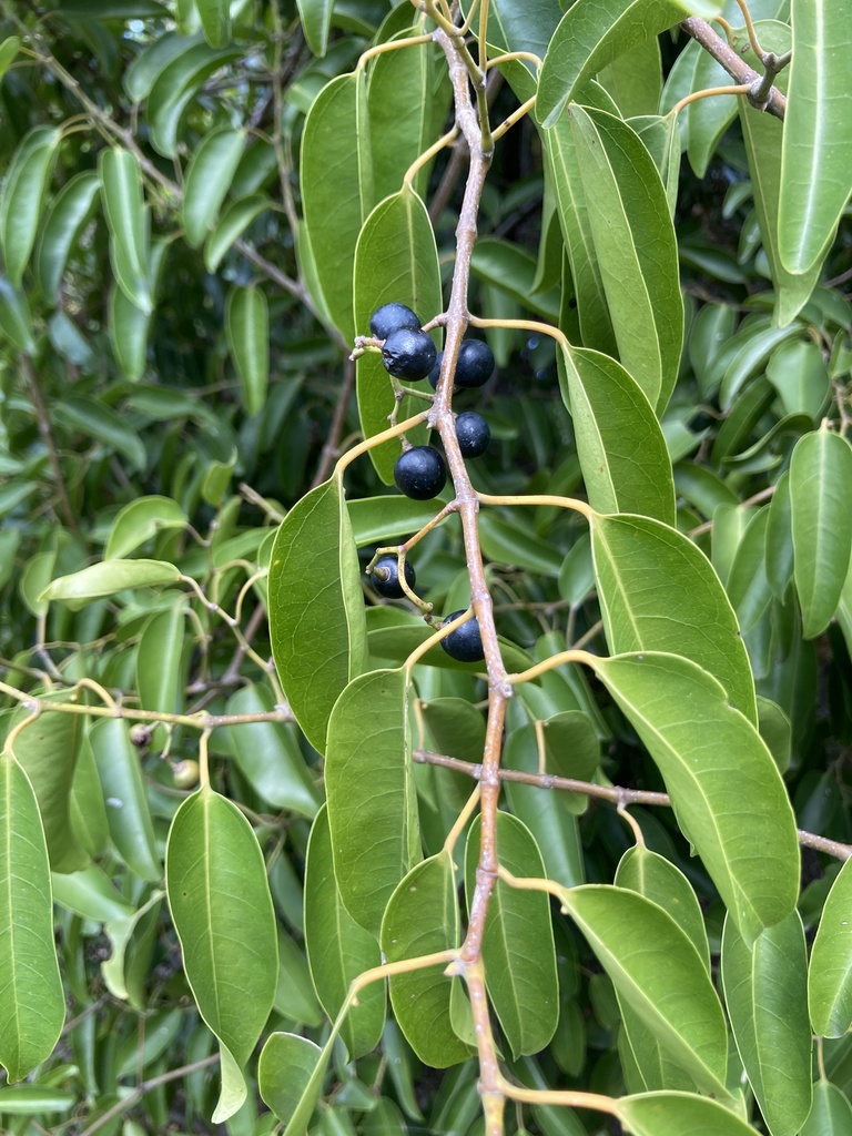 Kangaroo Vine from Mount Murchison, QLD, AU on August 10, 2023 at 11:00 ...