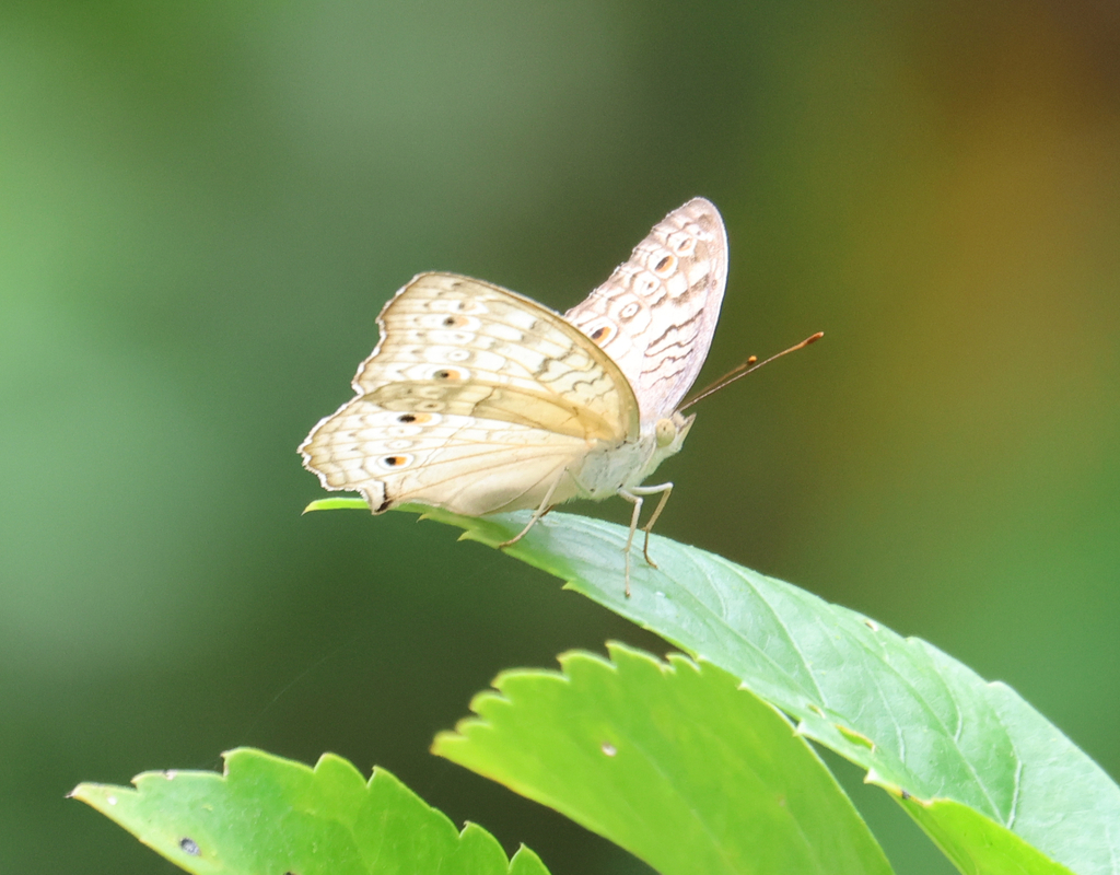 Grey Pansy from Tarsier Sunctuary, Corella, Bohol, Philippines on July ...