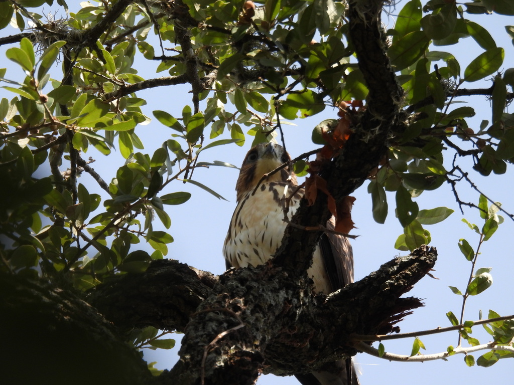 Red-tailed Hawk from 1509 Bouldin Ave, Austin, TX 78704, USA on August ...