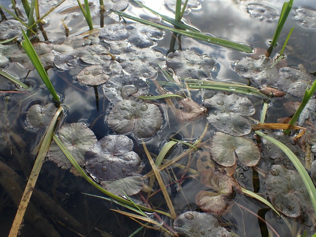 Floating Marsh-marigold from Иркутский р-н, Иркутская обл., Россия on ...