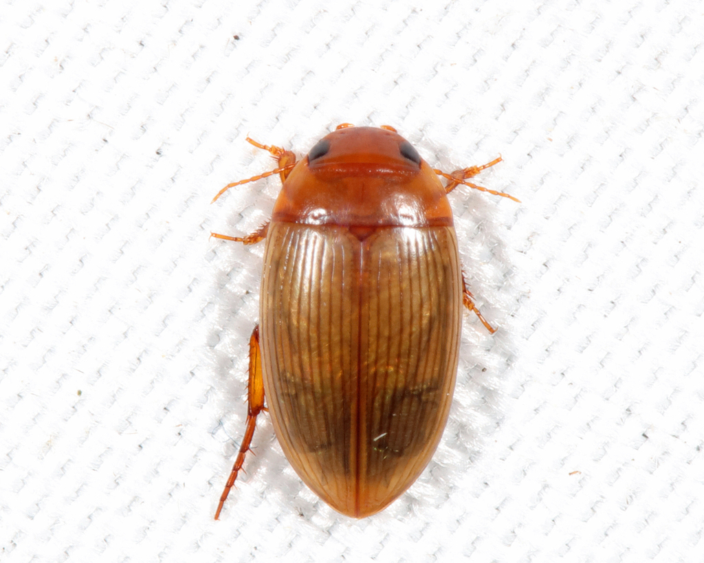 Copelatus glyphicus from Groton yard, MA, USA on August 8, 2023 at 09: ...