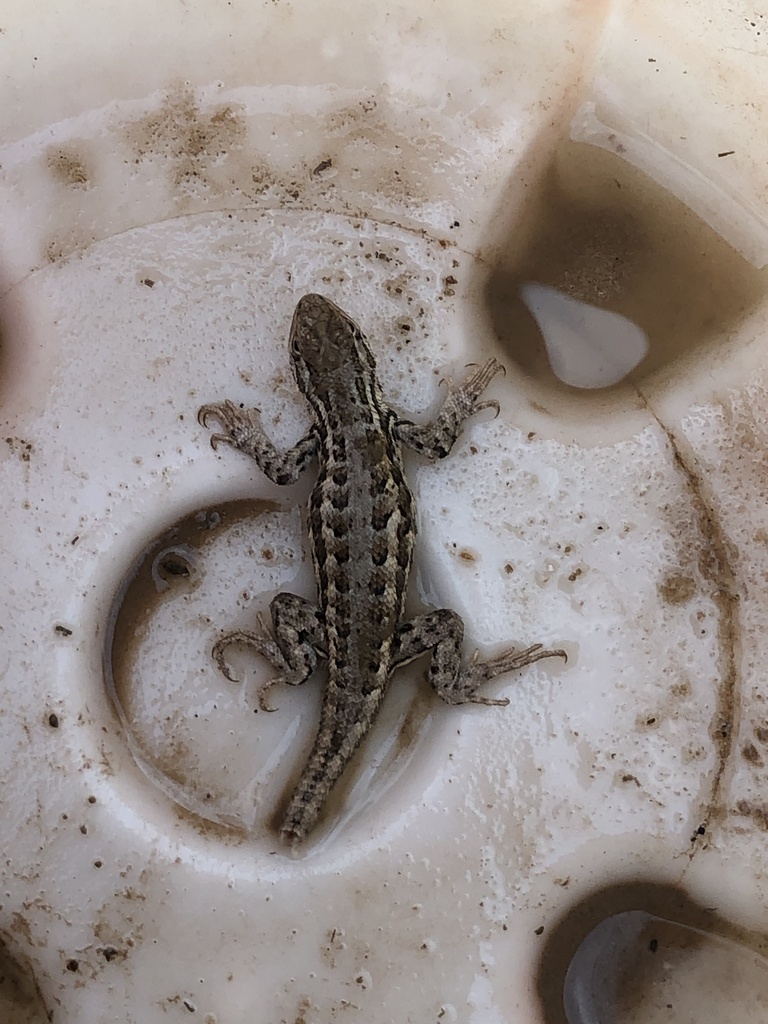 Common Sagebrush Lizard from Soda Springs, ID, US on August 9, 2023 at ...