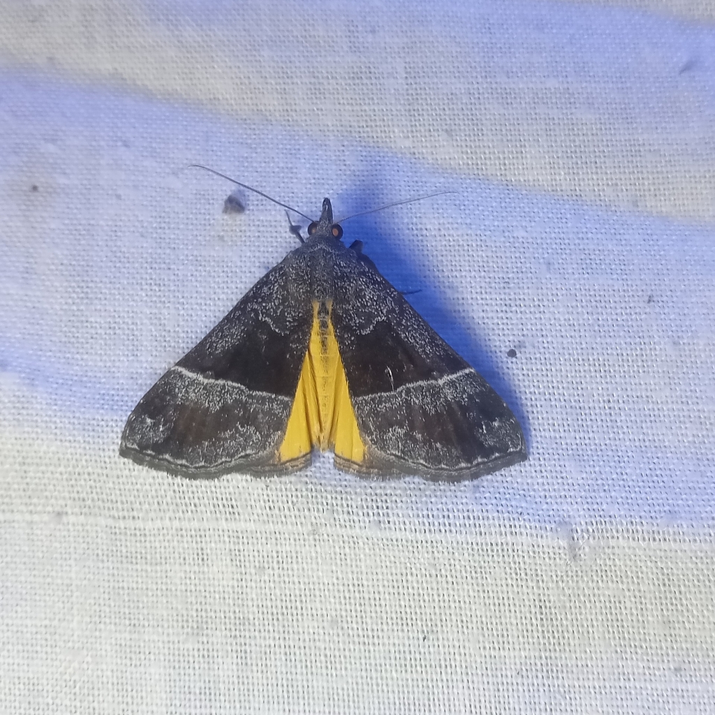 Dichromia from Munsyari, Uttarakhand 262554, India on August 9, 2023 at ...