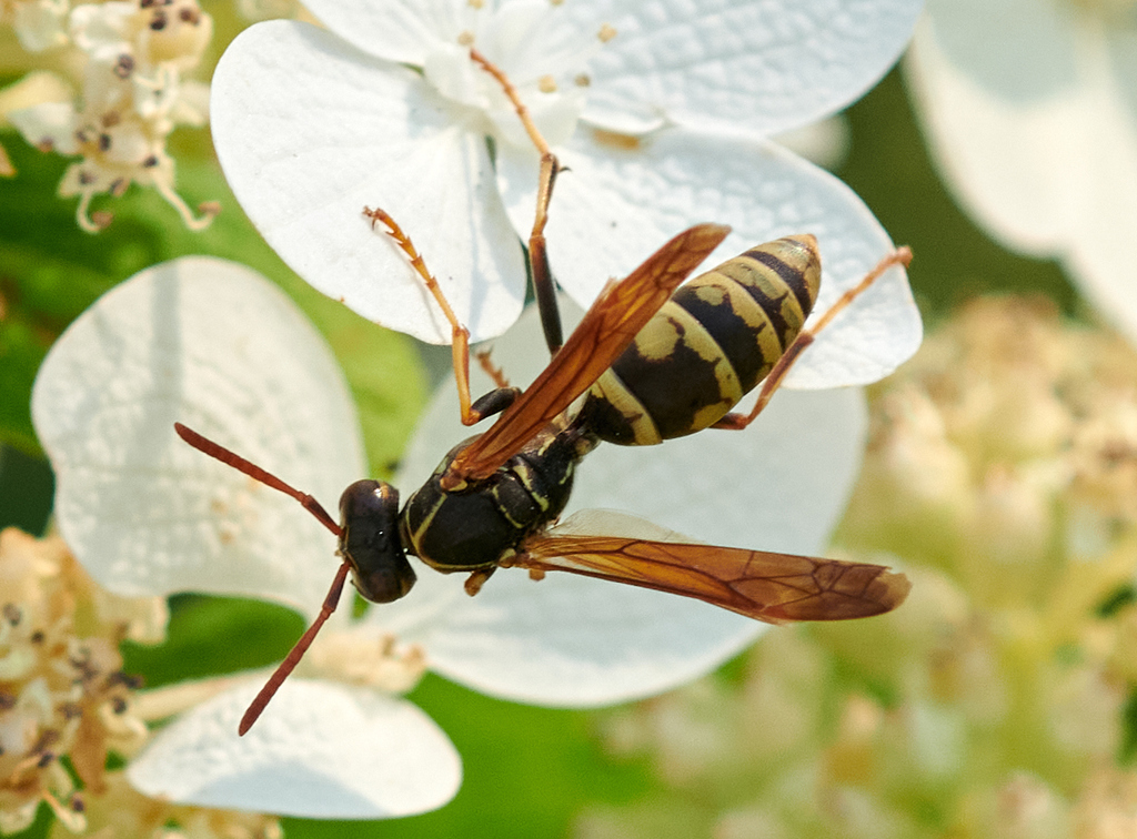 Golden Paper Wasp from Okanagan-Similkameen, BC, Canada on August 7 ...