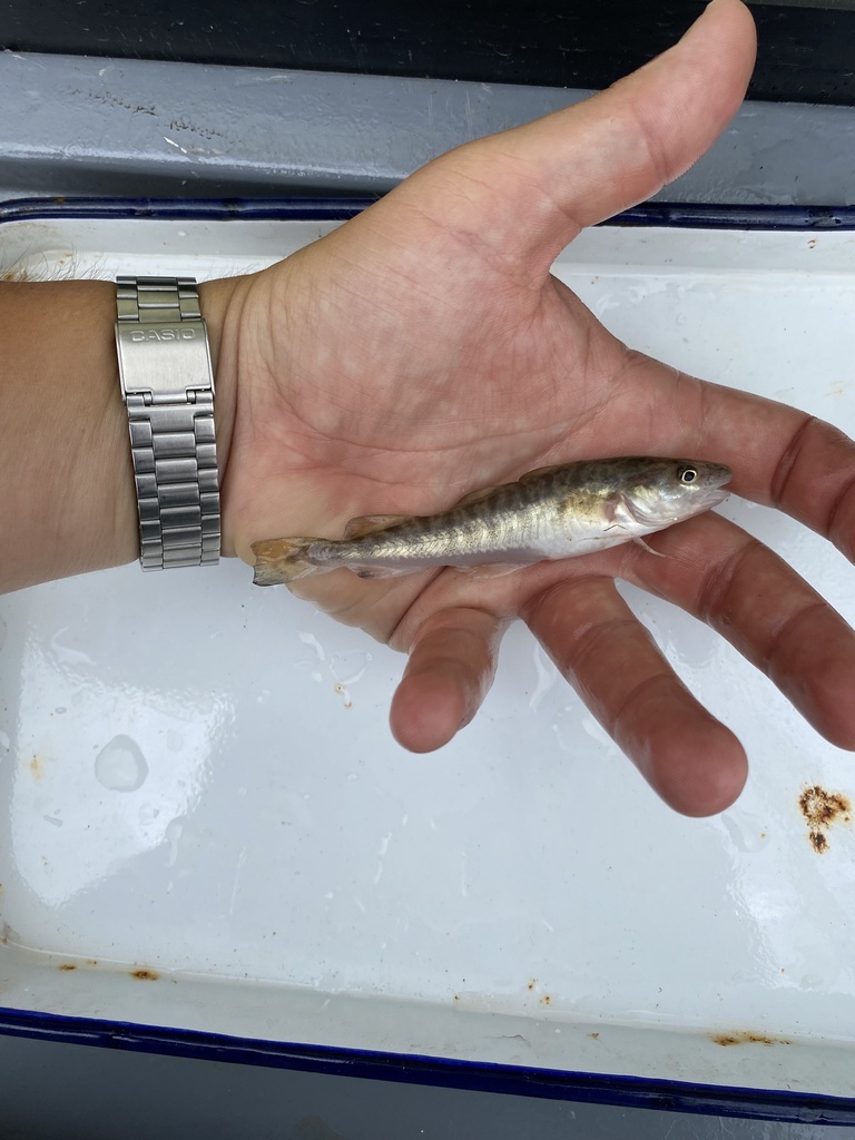 Atlantic Tomcod from Hudson River, Beacon, NY, US on July 8, 2023 at 12 ...