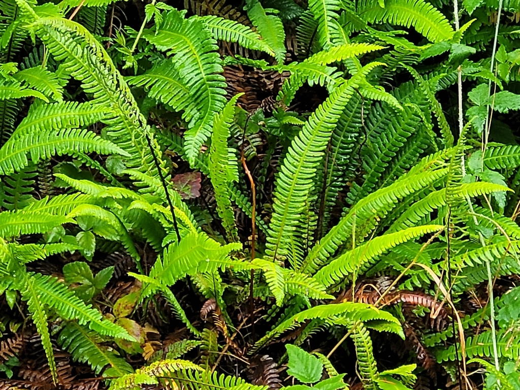 deer fern from Snohomish, WA 98290, USA on August 9, 2023 at 12:05 PM ...