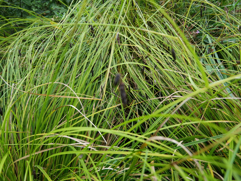 New Zealand forest sedge from Lake Tarawera, Rotorua 3076, New Zealand ...