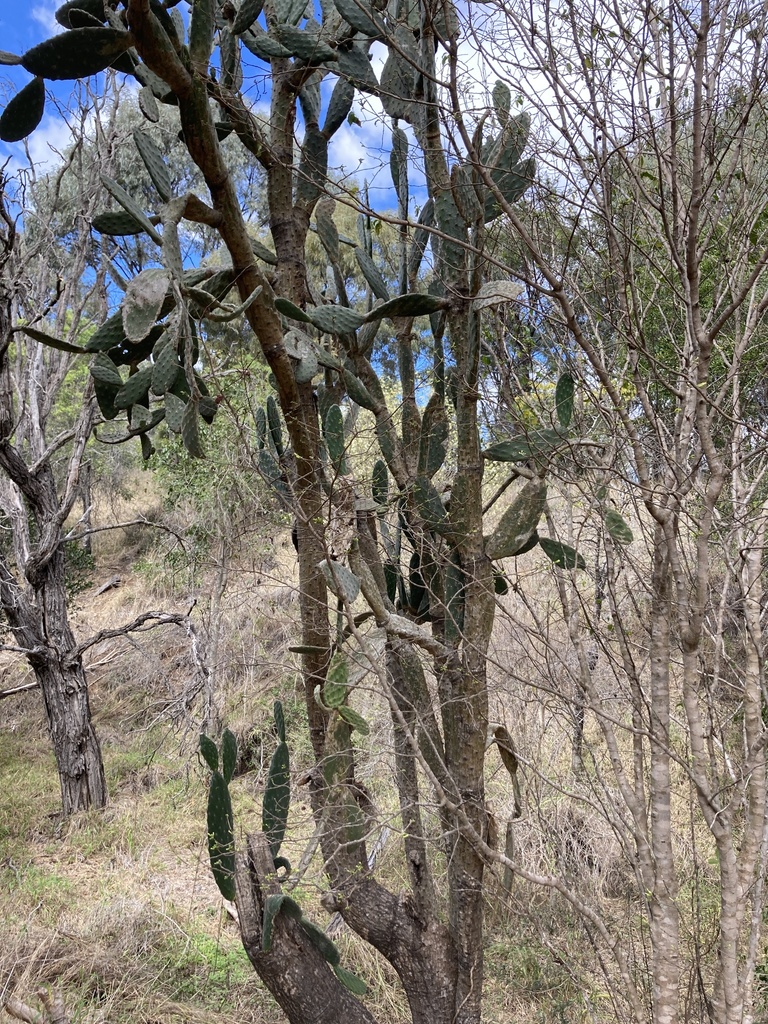 Prickly Pears from Mount Murchison, QLD, AU on August 10, 2023 at 11:10 ...