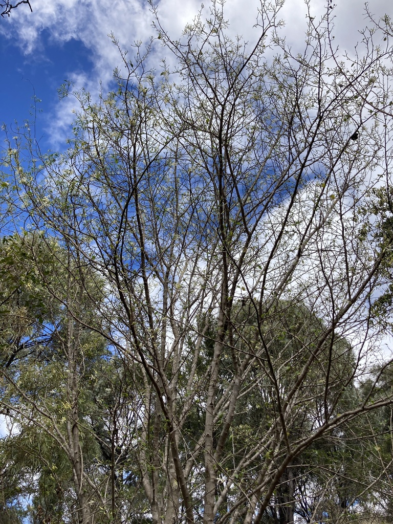 Turraea pubescens from Mount Murchison, QLD, AU on August 10, 2023 at ...
