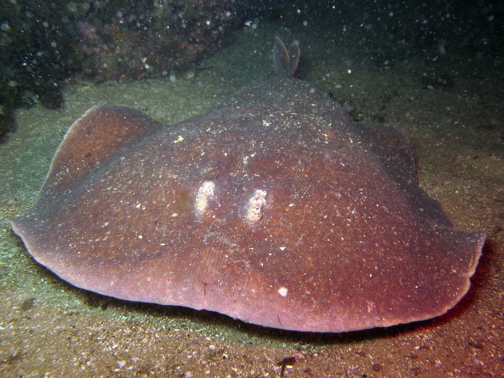 Coffin Ray (Hypnos monopterygius) - Marine Life Identification