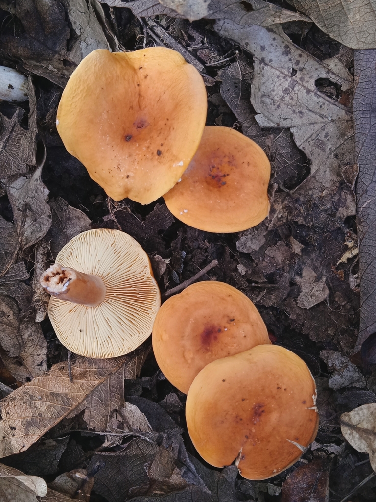 Weeping Milk Cap from 48963 Jal., México on August 8, 2023 at 09:41 AM ...